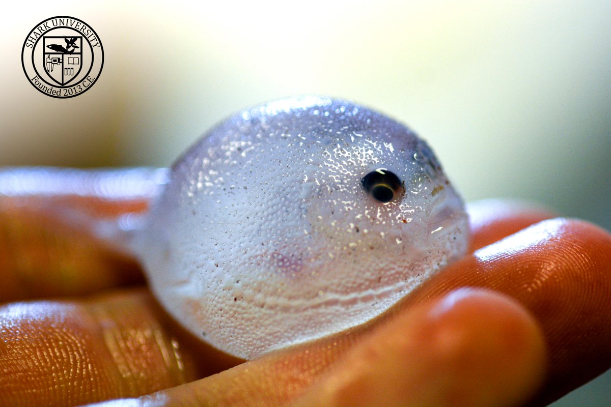 Coffinfish - How Long a Coffinfish Can hold its breath? - SeaFish