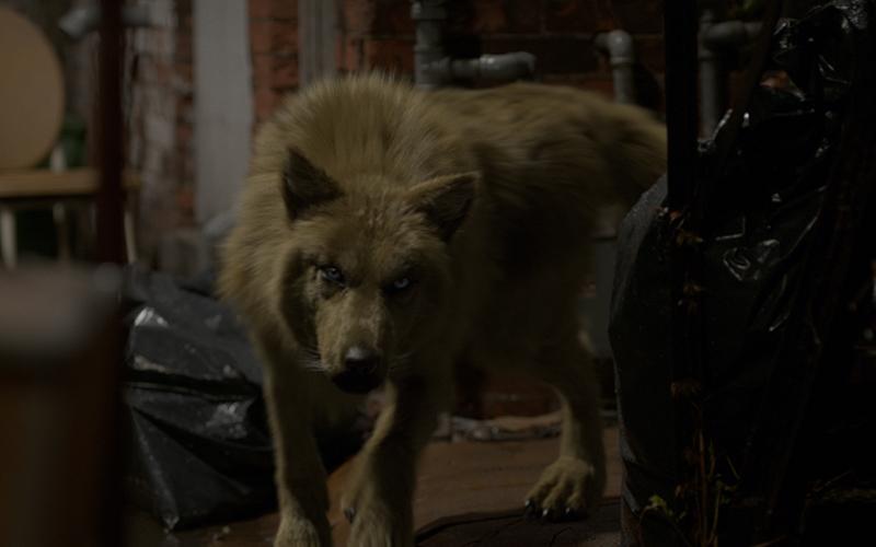 Bitten Tv Series Werewolf