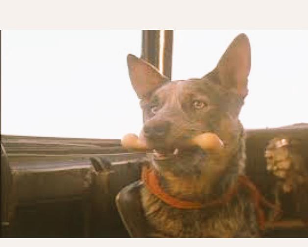 Mad Max 2 Dog