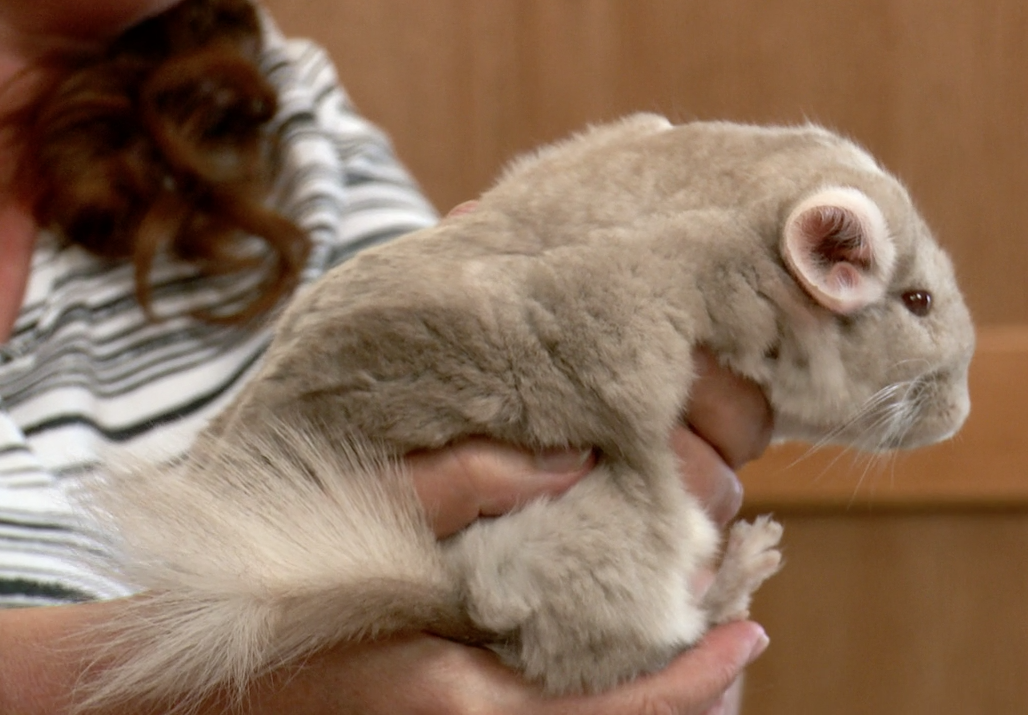 Hetero Beige Chinchilla