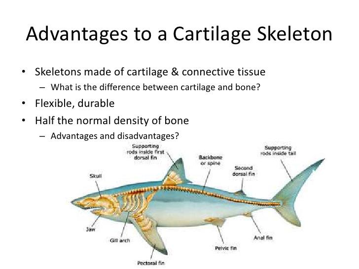 Shark Skeleton Cartilage