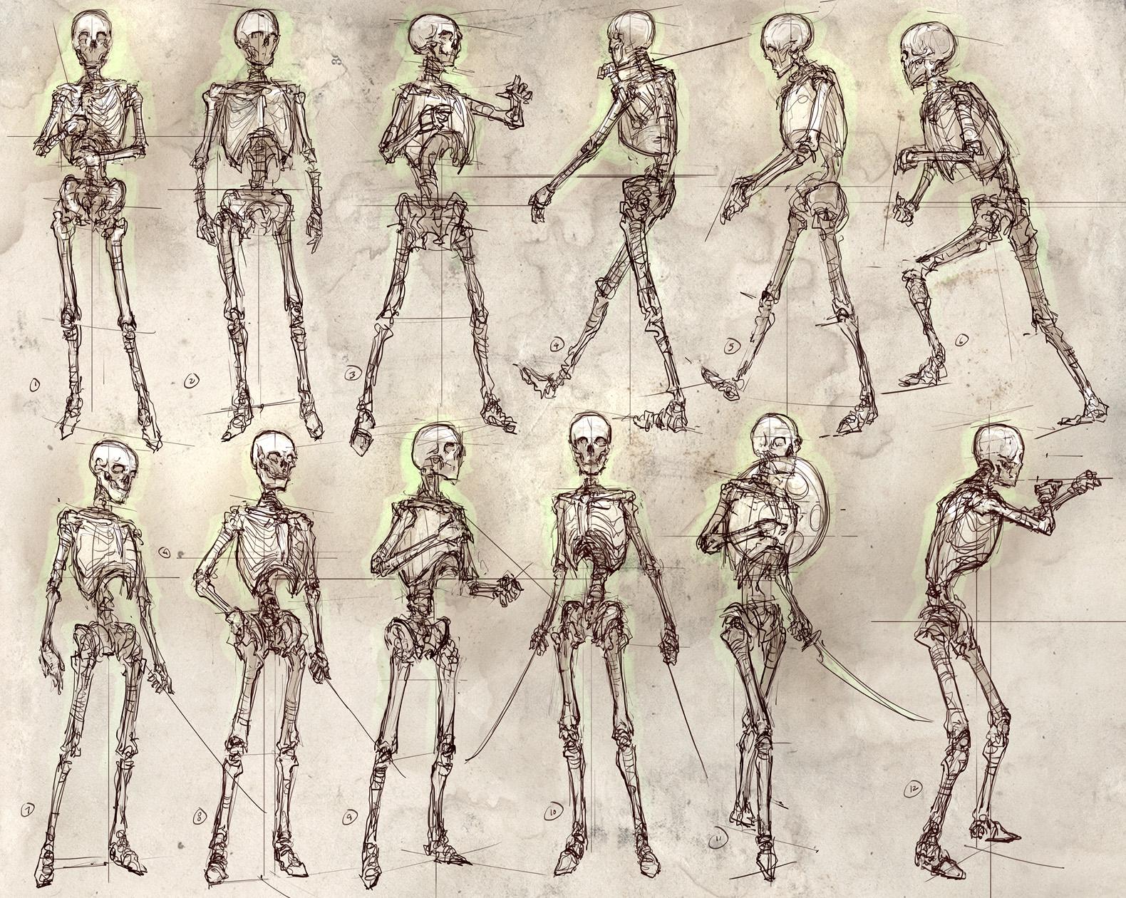 Human Skeleton Drawing Reference