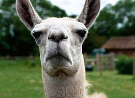 Angry Llama
