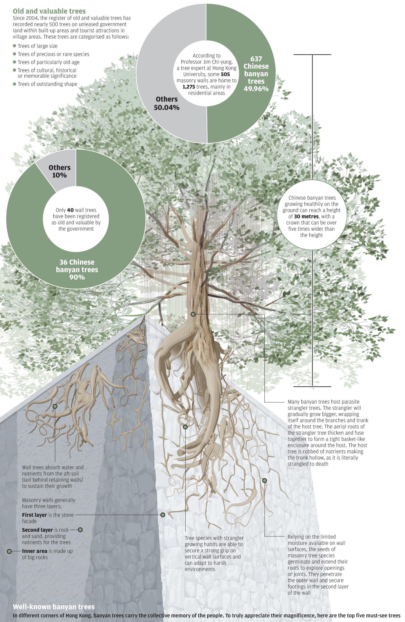 Banyan Tree Diagram