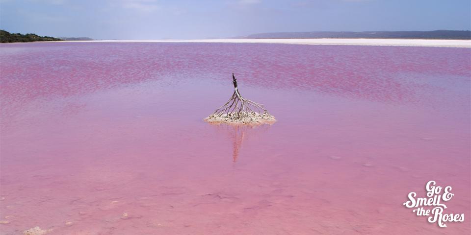 Lake Hillier Fish Lake Hillier: Everything You Need To Know Perth Is