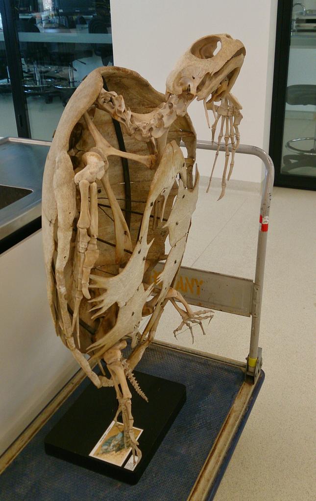 Leatherback Sea Turtle Skeleton