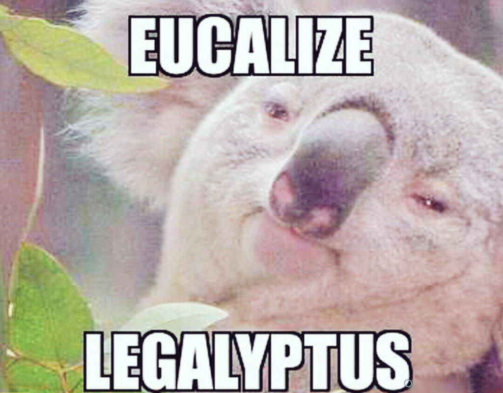 Koala Meme Eucalyptus