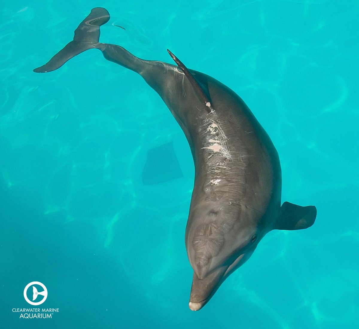 Nicholas The Dolphin