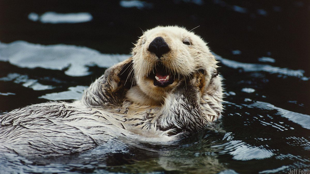 This adorable sea otter (Enhydra lutris) is thrilled that the weekend ...