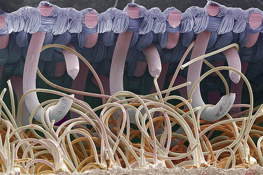 El velcro, visto bajo el microscopio. vía A_Valenzuela | CSIC | Scoopnest