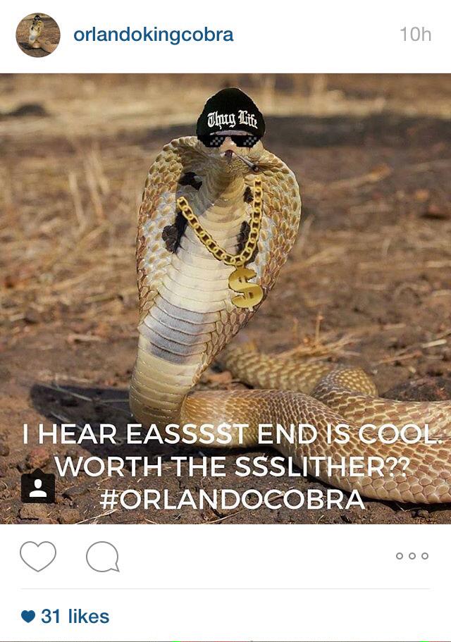 Florida Cobra Memes King Cobra Vs Alligator: Key Differences Between