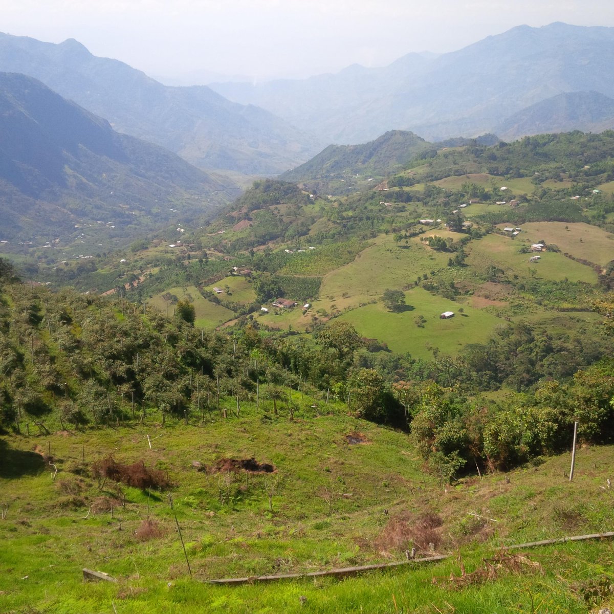 Guática, Risaralda, café moreras, plátanos, laboriosidad | Álvaro Uribe ...