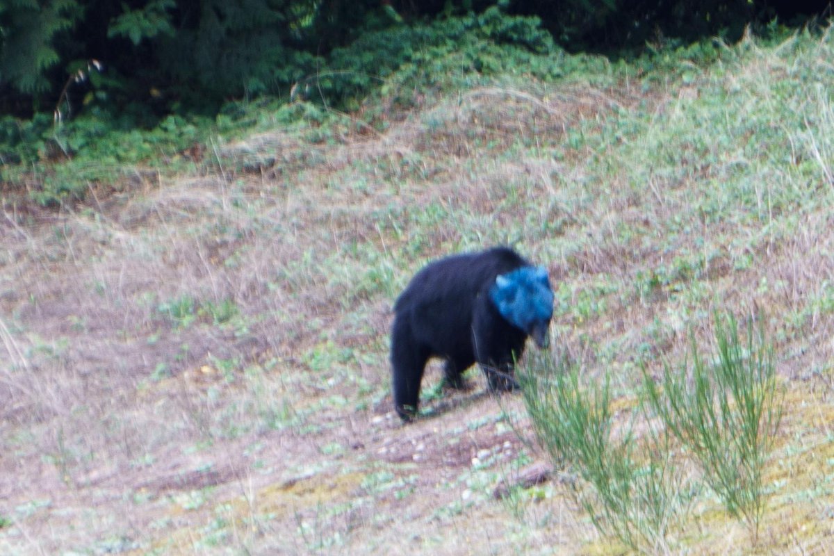 American Black Bear Blue