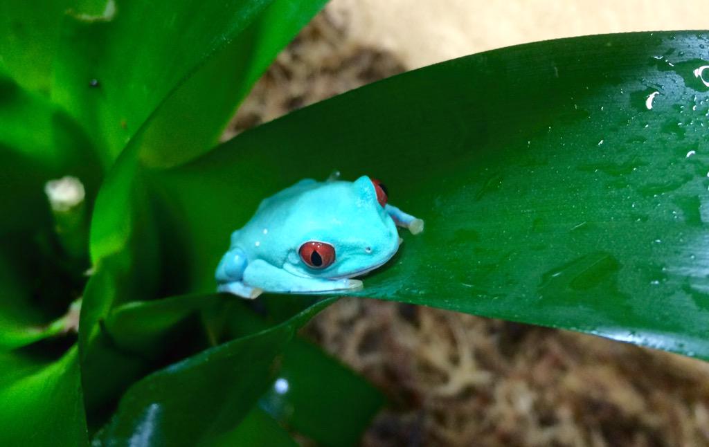 Blue Red Eyed Tree Frog