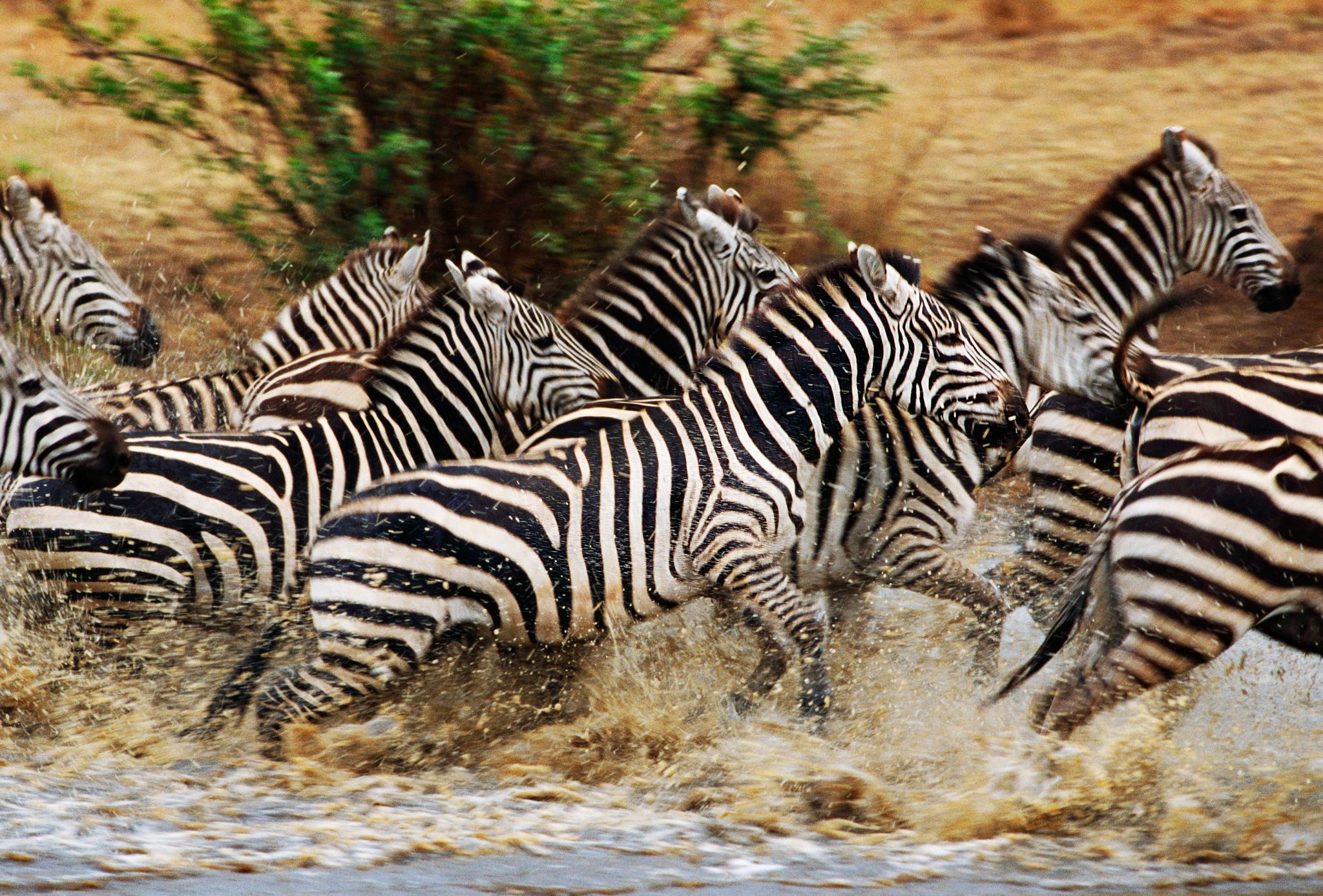 Zebras Running In Water