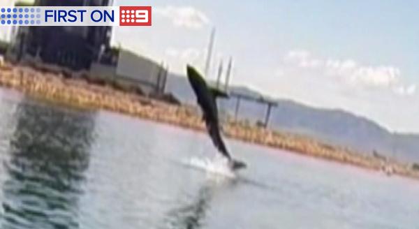 Incredible vision shows a great white shark leaping out of the water ...