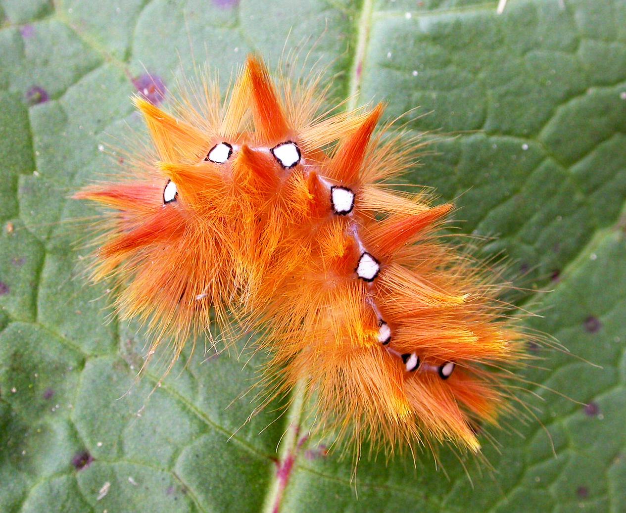Orange Fuzzy Moth