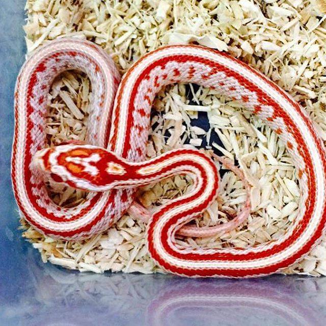 Amel Tessera Corn Snake