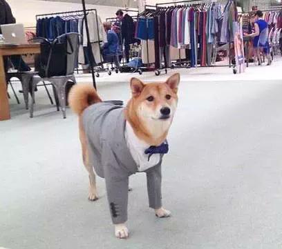 Doge In Suit