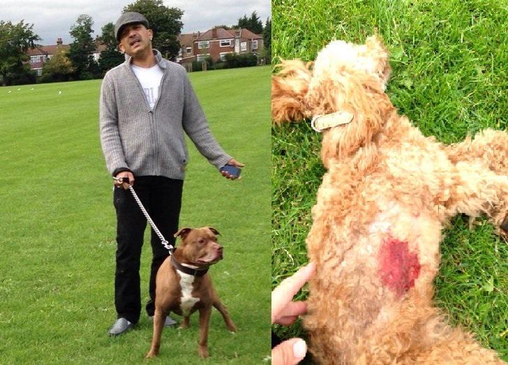 Find this man: Tiny toy poodle brutally mauled to death by dog in ...