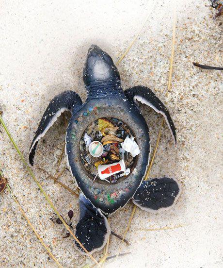 These heartbreaking posters bring attention to the grim realities of ...