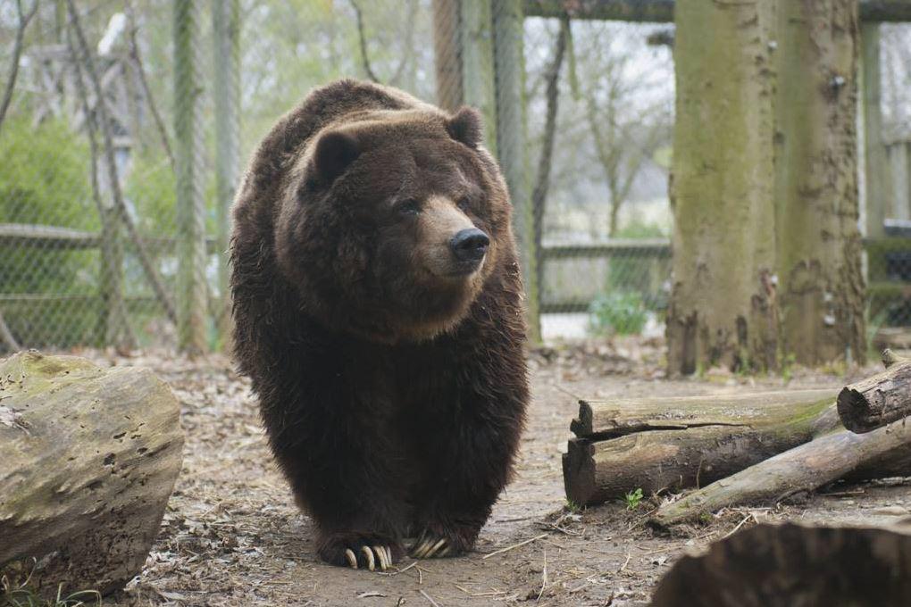 Columbus Zoo brown bear passes away as the oldest bear to ever live in ...