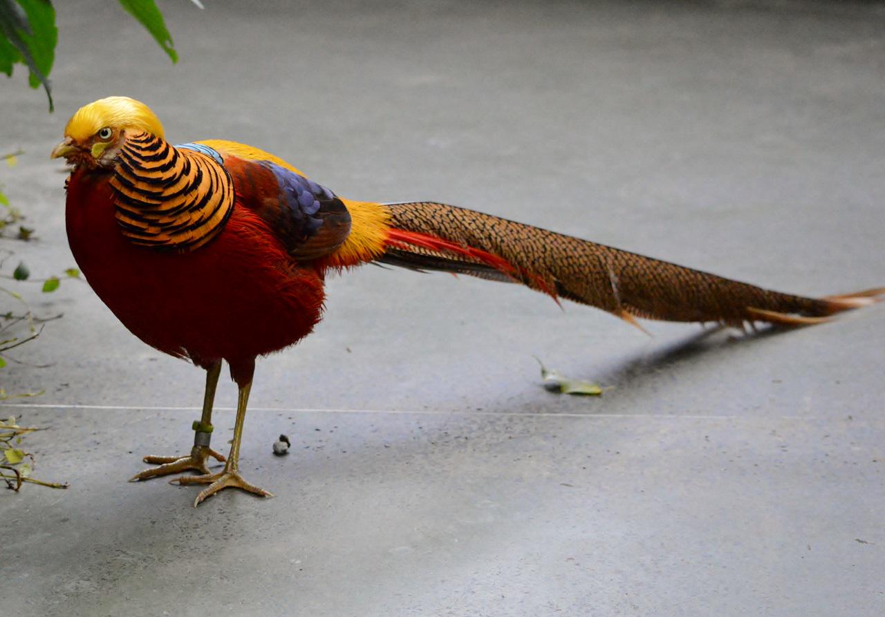 Golden Pheasant Aviary