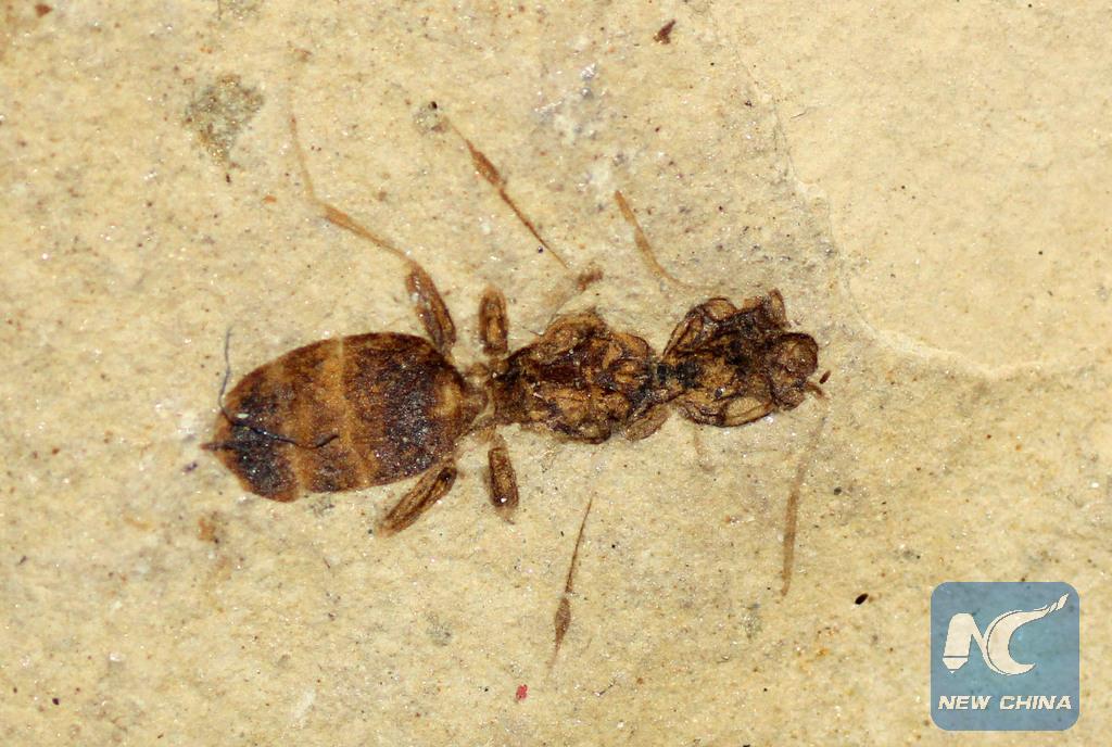 See oldest ant fossil (165 mln yrs old)! 100 mln-yr old insect fossils ...