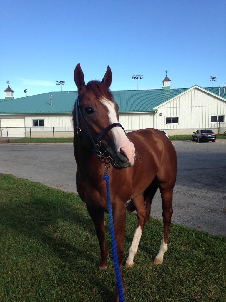 CLINCH – Canadian Thoroughbred