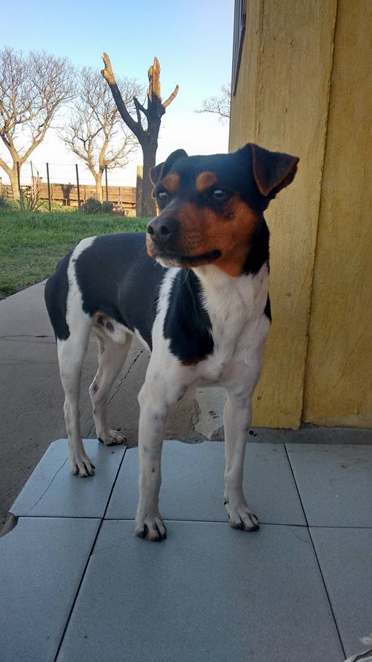 Es Un Ratonero Bodeguero Andaluz Un Buen Perro De Familia