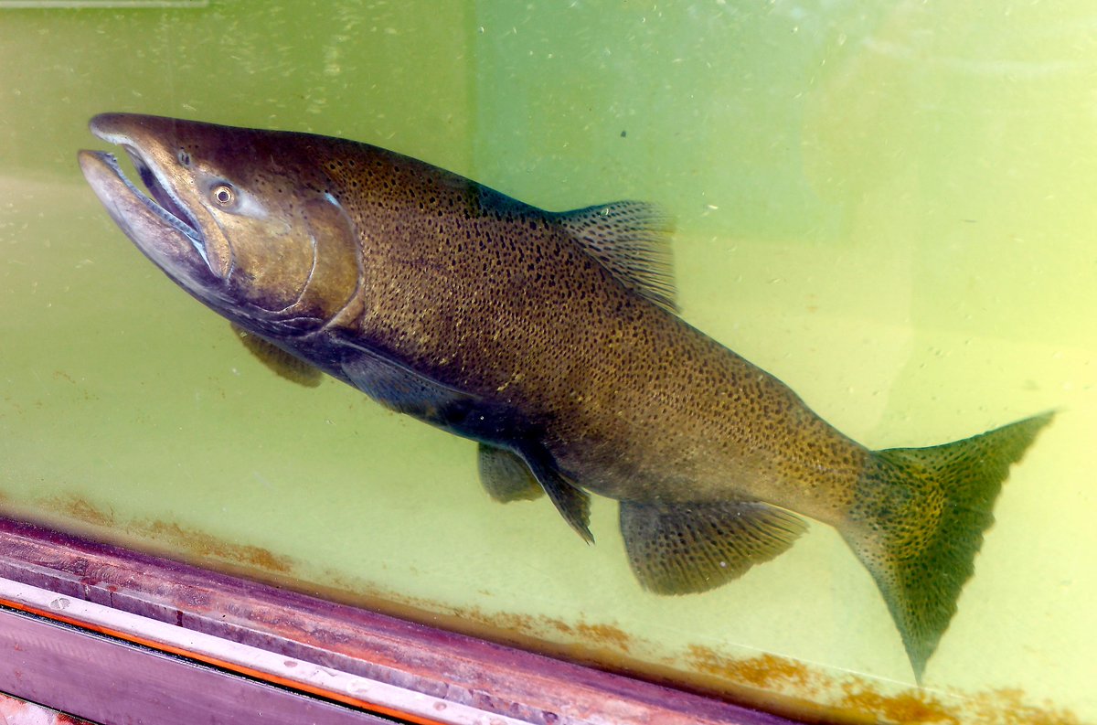 Feather River Fish Hatchery : day check Feather River Fish Hatchery ...