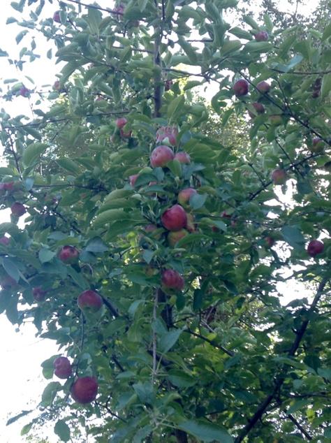 Apple Cascade | Haiku in my Back yard