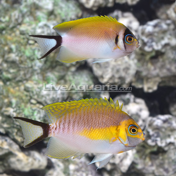 Swallowtail Angelfish