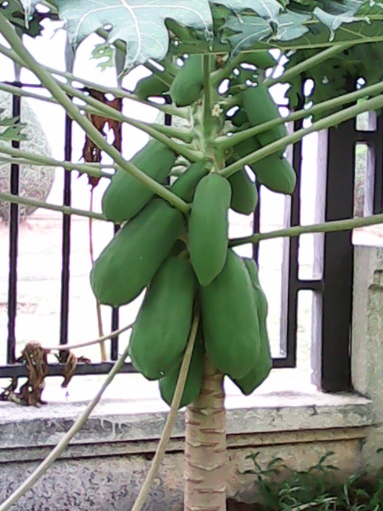 yamlimbu (@yam_limbu) | Twitter