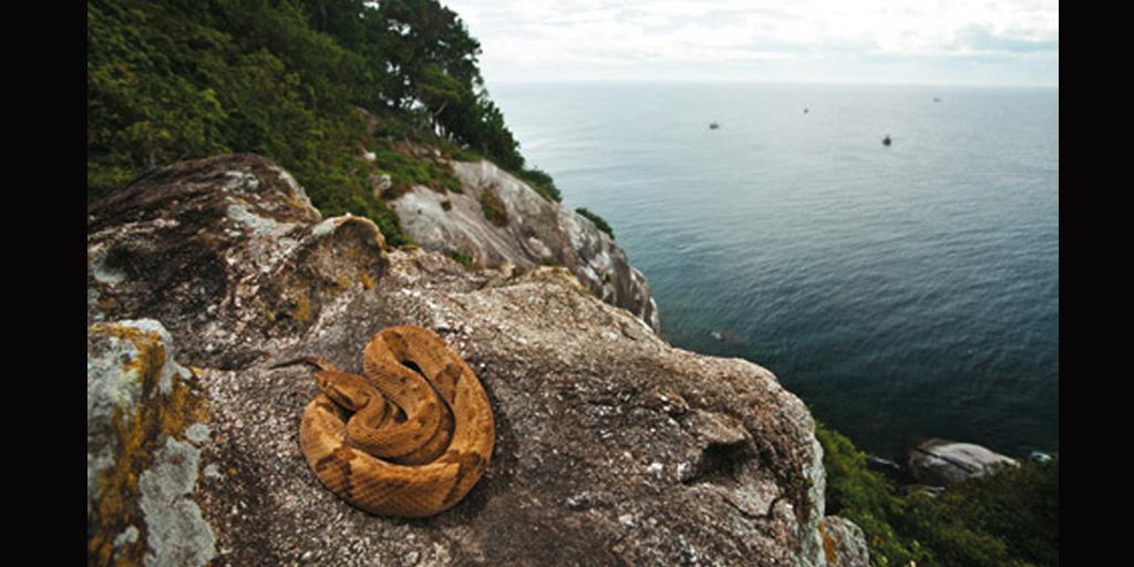 Snake Infested Island