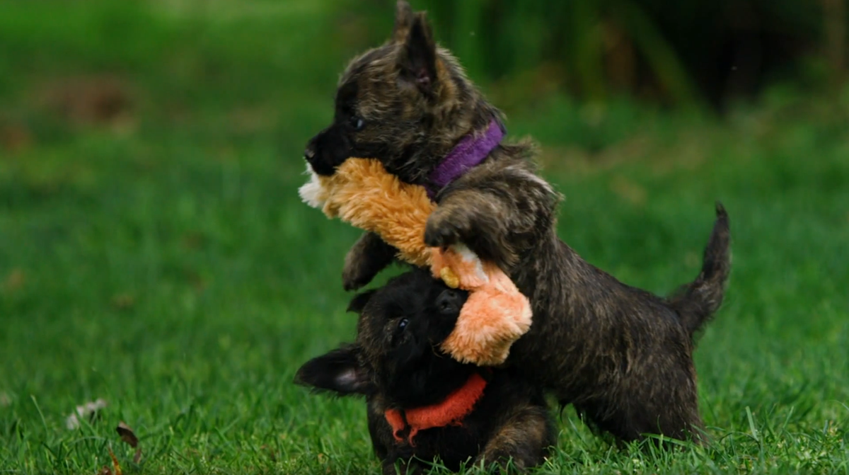 David Hasselhoff Puppies