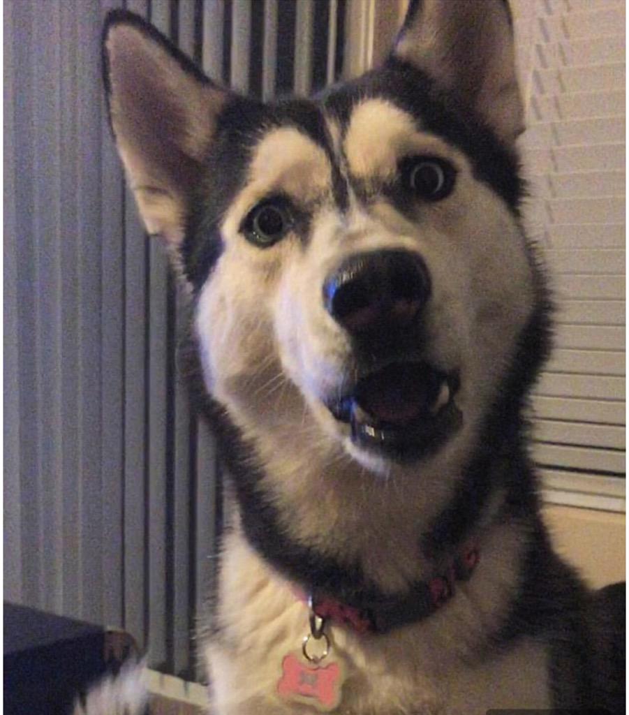 Disappointed Husky
