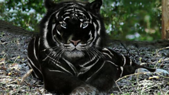 Incredible Melanistic Black Animals You Won't Believe Exist - Page 4 of 4