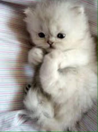 Dev Dev (@rosenberg_devyn) | Twitter