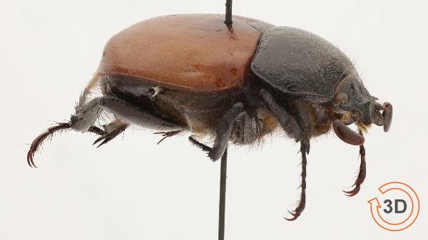 Colacus – Wikipedia