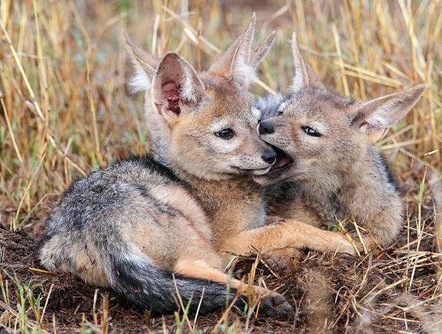 Cute Baby Jackal