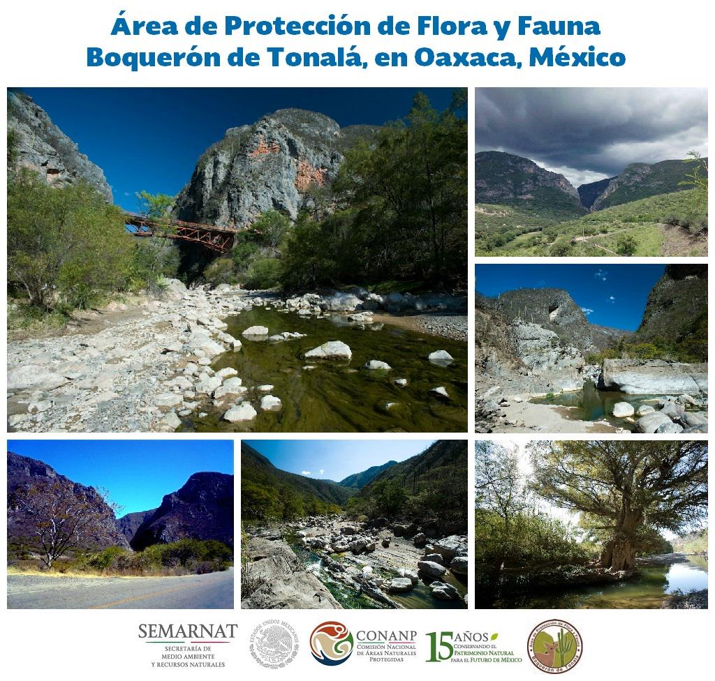 Fauna boquerón: todas las noticias de última hora, fotos y vídeos en ...