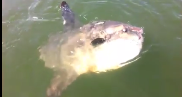 Real Leviathan Sightings