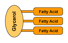 Structure Of Fatty Acid And Glycerol