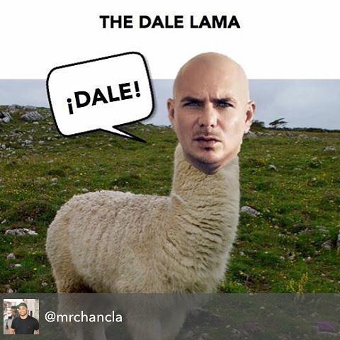 Dale Pitbull Meme