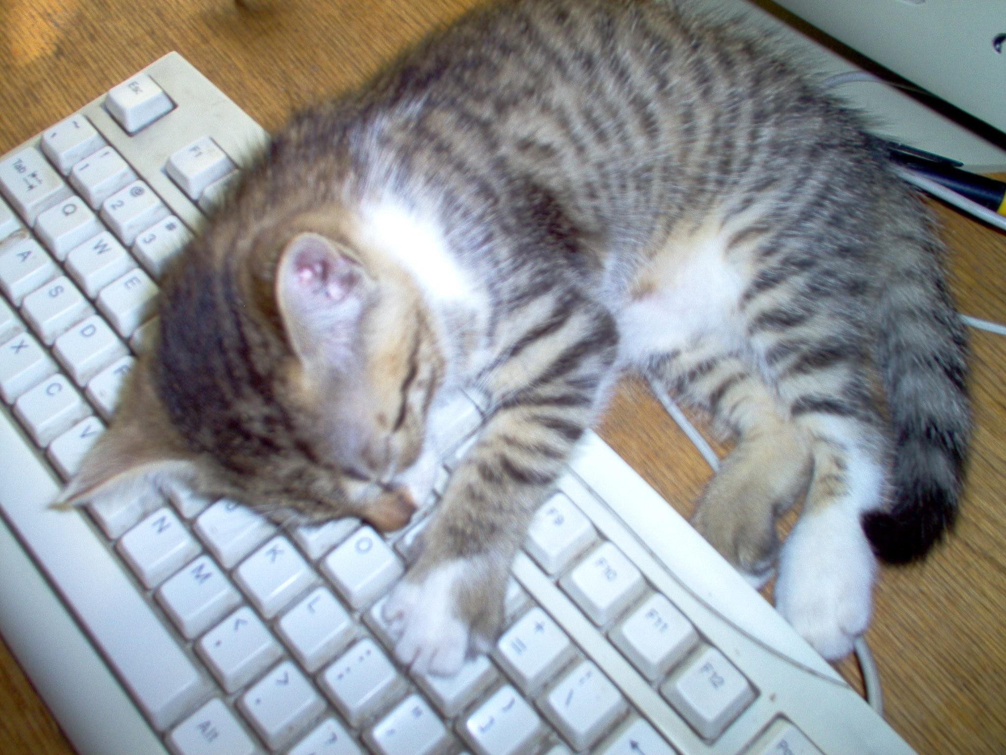 Script Kitty