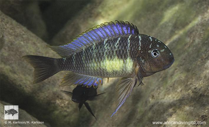 Tropheus Moorii