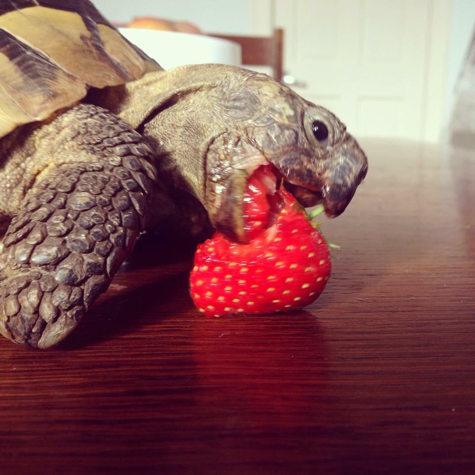 Happy Turtle Eating Strawberry