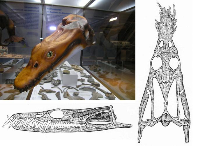 Nothosaurus Skeleton