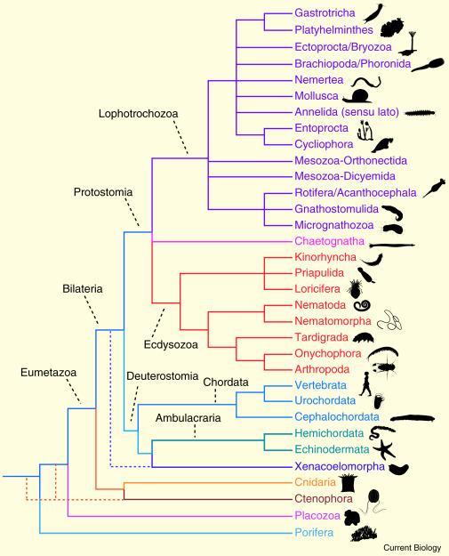 Animal Evolution Tree
